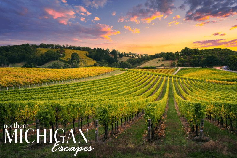 Best Northern Michigan Wineries to Visit in 2025