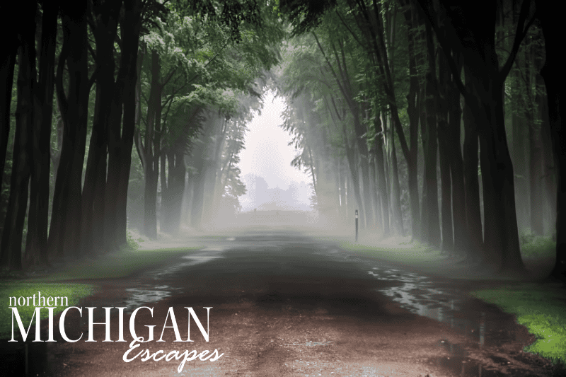 Breathtaking Tunnel of Trees Drive: Michigan’s Scenic Gem