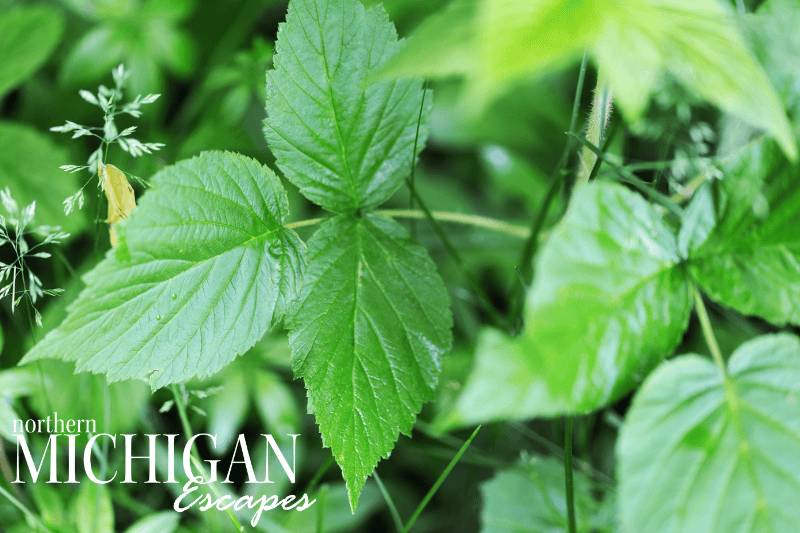 13 Poisonous Plants in Northern Michigan to Avoid